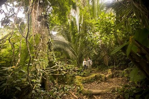 Review Top Ultimate Monkey & Sloth Tour: Chocolate & Rum Tasting in ...