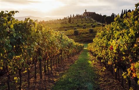Top 5 Sao Tome Island Wine Tours & Tastings You Must Experience | by ...