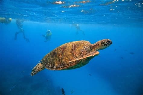 Top 5 Turtle Canyons Snorkel Excursions from Waikiki – A Comprehensive ...