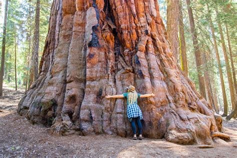 Review Top 5 Sequoia National Park Historical Tours Recommended | by ...