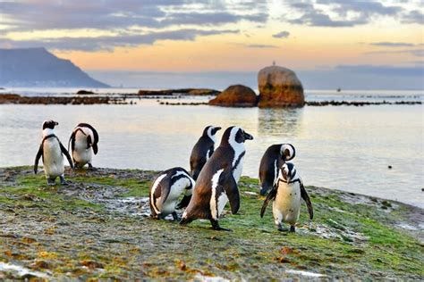 5 Best Cape Point and Boulder’s Penguins Full Day Tours Review | by ...