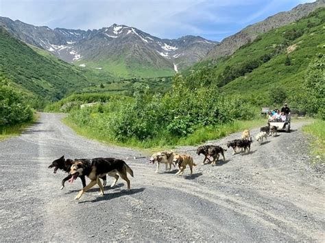 Review Top Summer Sled Dogs & White Pass Summit Tour: An Unforgettable ...