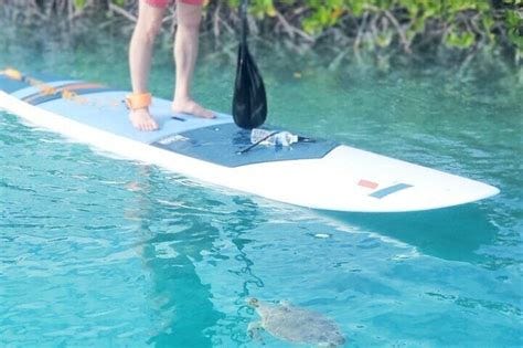 5 Best Turtle Eco Tours on Stand-Up Paddleboards or Kayaks into the ...