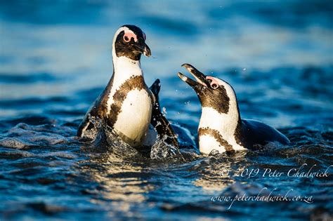Review Top Beagle Channel Penguin Colony: A Must-See Adventure in ...