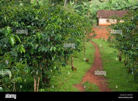 Best Coffee & Tea Tours in Burundi: Sip, Savor, and Explore | by ...