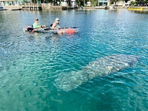 Top 5 Clear Kayak Manatee Tours for an Unforgettable Florida Experience ...