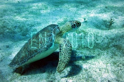 5 Best St. Thomas Sea Turtle Snorkel Tours: Discover Graceful Giants ...