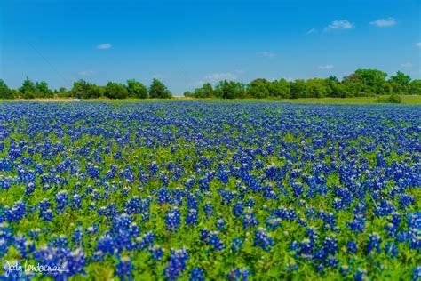 Top 5 Best Plants To Grow In Austin Texas | by Jasiahnielsen | Jul ...