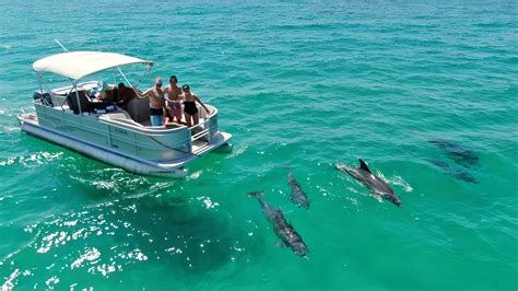 Review Top Best Dolphin Watch & Eco Tours: Your Ultimate Guide | by ...