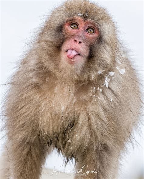 5 Best Seasonal Snow Monkey Day Trips with Shabu Shabu or Sukiyaki ...