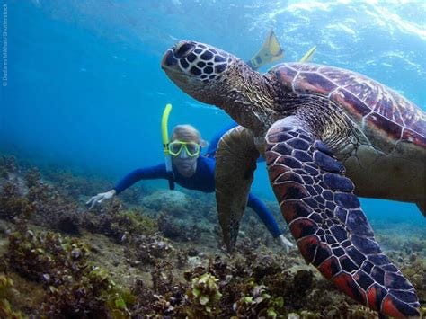 Snorkel Bob’s Big Island: Your Hawaiian Snorkeling Guide | by ...