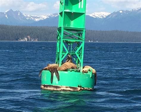 Top 5 Hoonah Private Sightseeing Tours Review | by Tawnyaprmjh | Sep ...