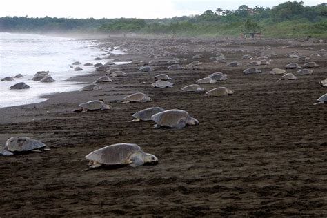 Top 5 Turtle Tours Near Samara Beach | by Gerdasparkman | Sep, 2024 ...