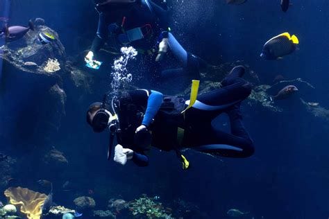 Review Top Dive into Waikiki’s Beauty: Best DISCOVER Scuba Dive Shallow ...