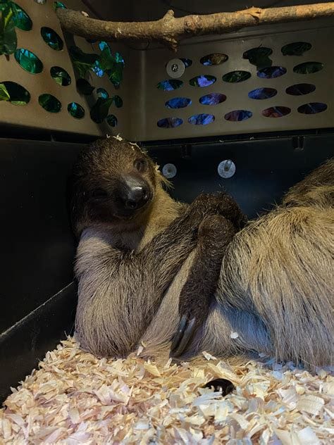 Review Top Sloth Encounters & Sweet Delights: A Unique Costa Rican ...