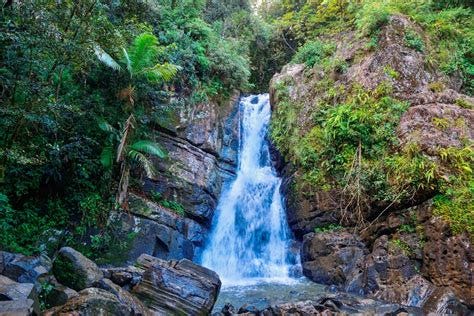 Review Top El Yunque: Your Guide to Puerto Rico’s Enchanted Rainforest ...