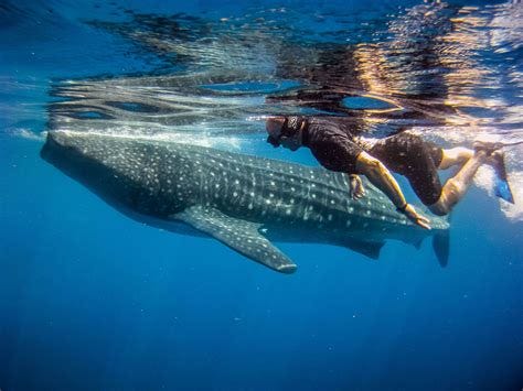 5 Best Whale Shark Tours from Cancun & Playa del Carmen: Dive into an Unforgettable Adventure ...
