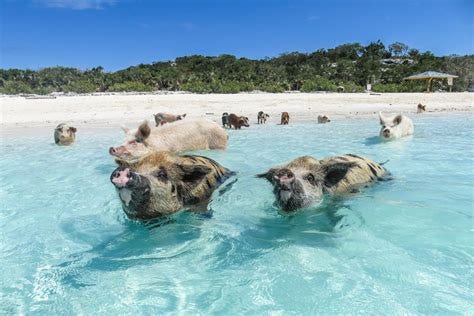5 Best 3-Hour Swimming With Pigs Excursions in Nassau, Bahamas | by ...