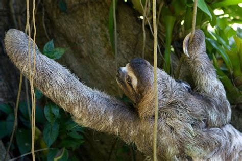 Top 5 Sloths Watching Tours Through Sloth’s Territory | by ...
