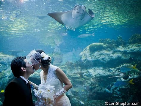 Best Aquarium of the Pacific Wedding Venues for Unforgettable ...
