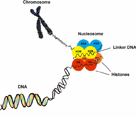 Epigenetics: How Cells Control Genes Without Changing DNA | by Harvard ...