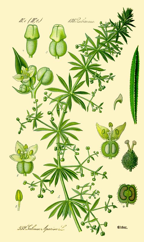 Forest Coffee — Cleavers : A Botanical History | by Danielle Herring ...