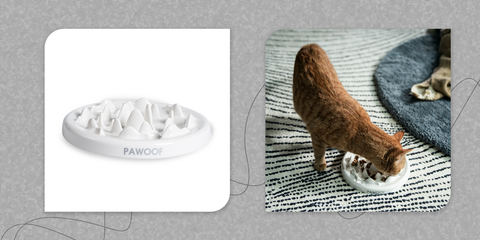 5 Tips to make your Indoor Cat happy | by Pawoof | Medium