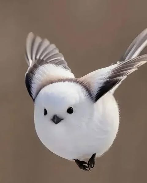 The Snow Fairy of Hokkaido!. Hidden gems of Japan! | by Freda Savahl ...