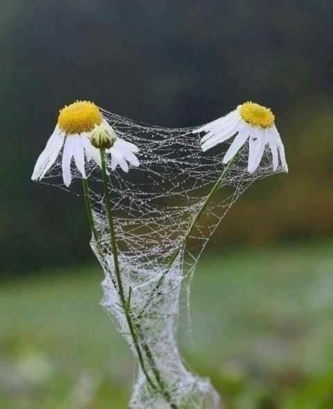 a daisy trapped in spiderwebs. I — once again — had become a flower ...