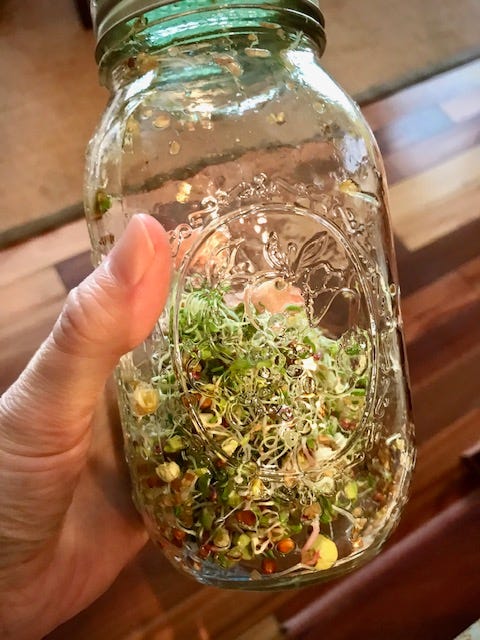 Inside Gardening: Growing Sprouts | by Anne the Vegan | The Plant Power ...
