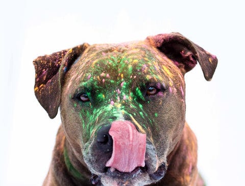 Animal Friendly Holi — Equals Safe Holi | by Dhruba Sengupta | Apr ...