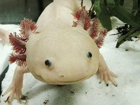 Largest Axolotl - Lucy/Glob!!!. - Bhuvanaa Chandru | by Bhuvanaa | Medium