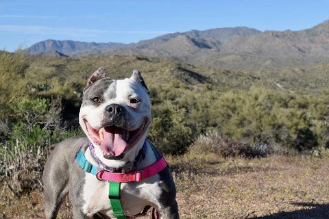 Myth: Pit bulls need a “strong hand” | by Margo Butler, CPDT-KA ...
