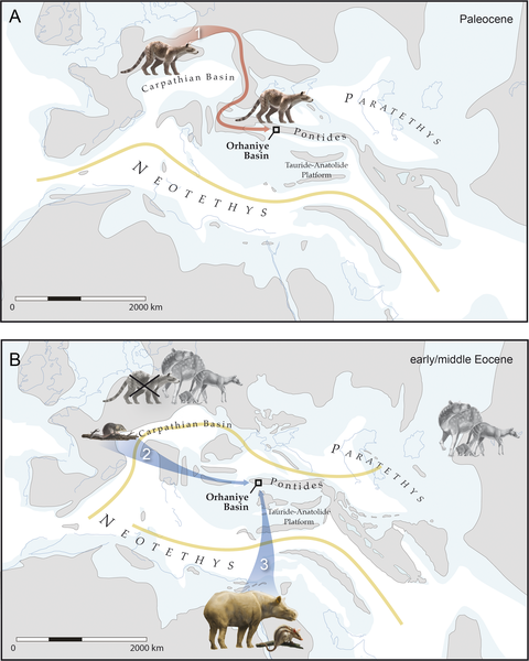 Gondwannan Metatherians Triplex. Biogeography of the Eocene Pontide ...