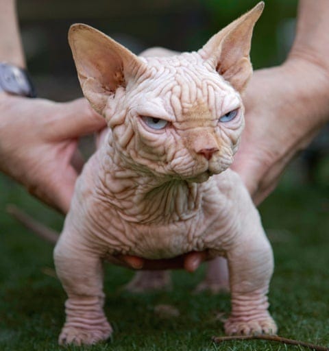 Are the US breeders who created XL bully cats heartless monsters? | by ...