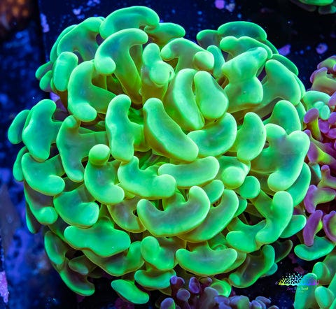 Why Keeping Corals as Your Pet in Australia is a Great Alternative to ...