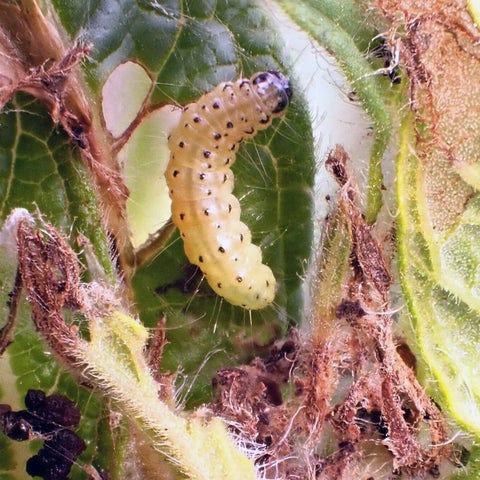 Pest control in sesamum. Introduction : | by Khethariagritech | Jun ...