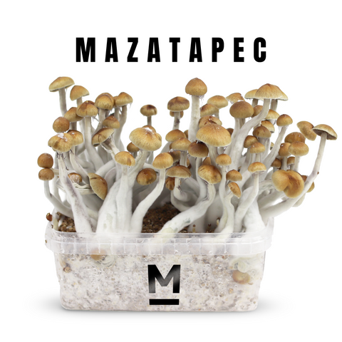 The real origin of the Mazatapec strain will surprise you | by Mondo ...