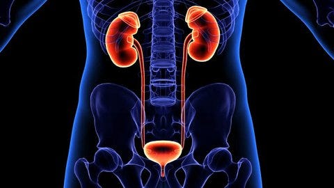 Anatomy of Kidneys. The kidneys, vital organs responsible… | by Ranjith ...