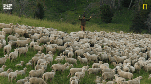 We Are All Just Sheep. How social proof drives sales. | by Joshua ...