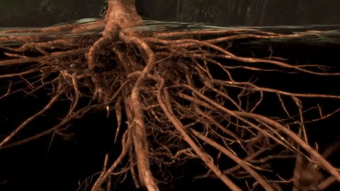 May Your Roots Be Riotous: Old Blooms and New Buds | by Aidan McCullen ...
