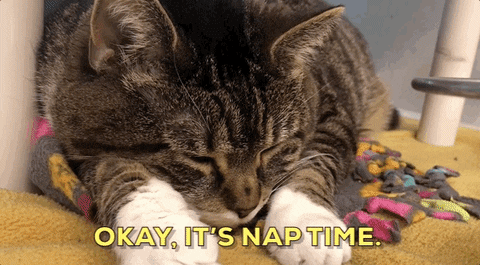 The Fine Art of Napping: How I Became a Professional Napper [Satire ...