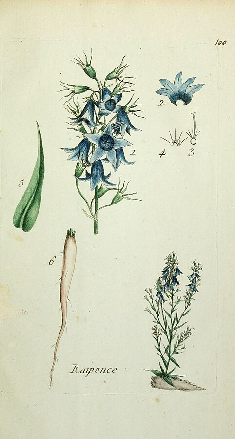 Rapunzel’s Vegetable: Rampion — A Botanical History | by Danielle ...