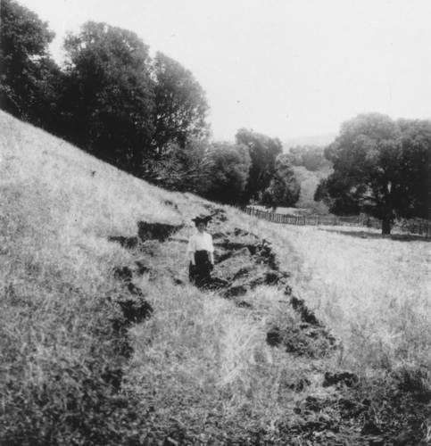 1906 Earthquake: Story of the Cow caught in the Crack & the Traveling ...