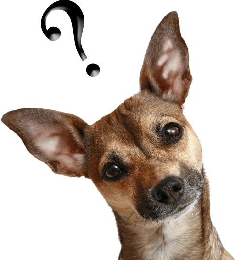 Creating Dog Breed Classifier. Data Science and AI have given new ways ...