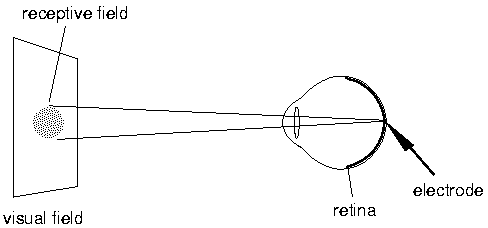 12. Introduction to Deep Learning with Computer Vision — Receptive ...