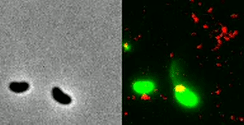 My favorite biology gifs. A study from the Dalia and Brun labs at… | by ...