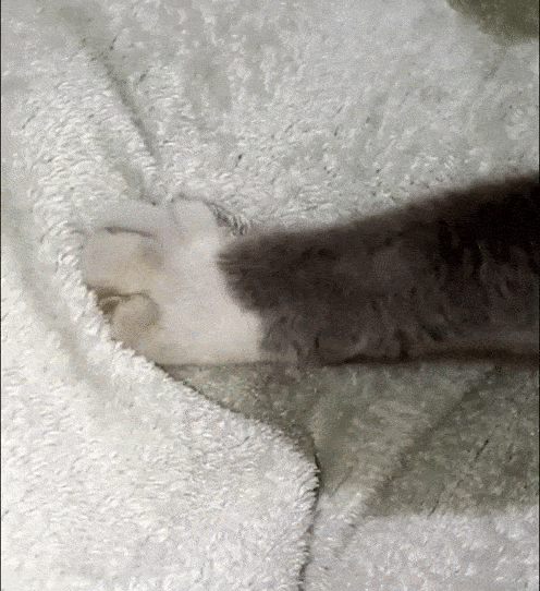 My cat “makes biscuits!”. Why do cats knead? | by Freda Savahl ...