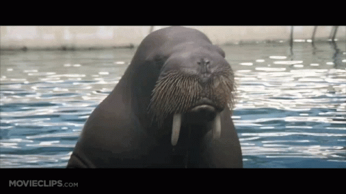 [.py] Do you know the Walrus Operator? | by Danilo Paes | Nov, 2023 ...