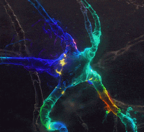 Understanding the Basics of Neural Networks | by Daily Dose of Python ...